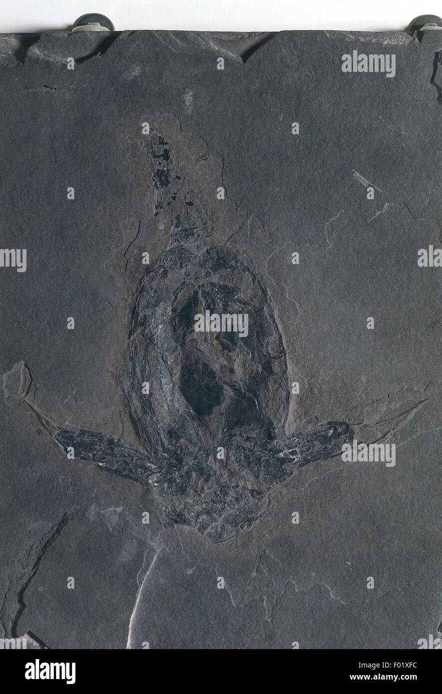 Fossils - Deuterostomia - Chordata - Placodermi - Pterichthyodes ...