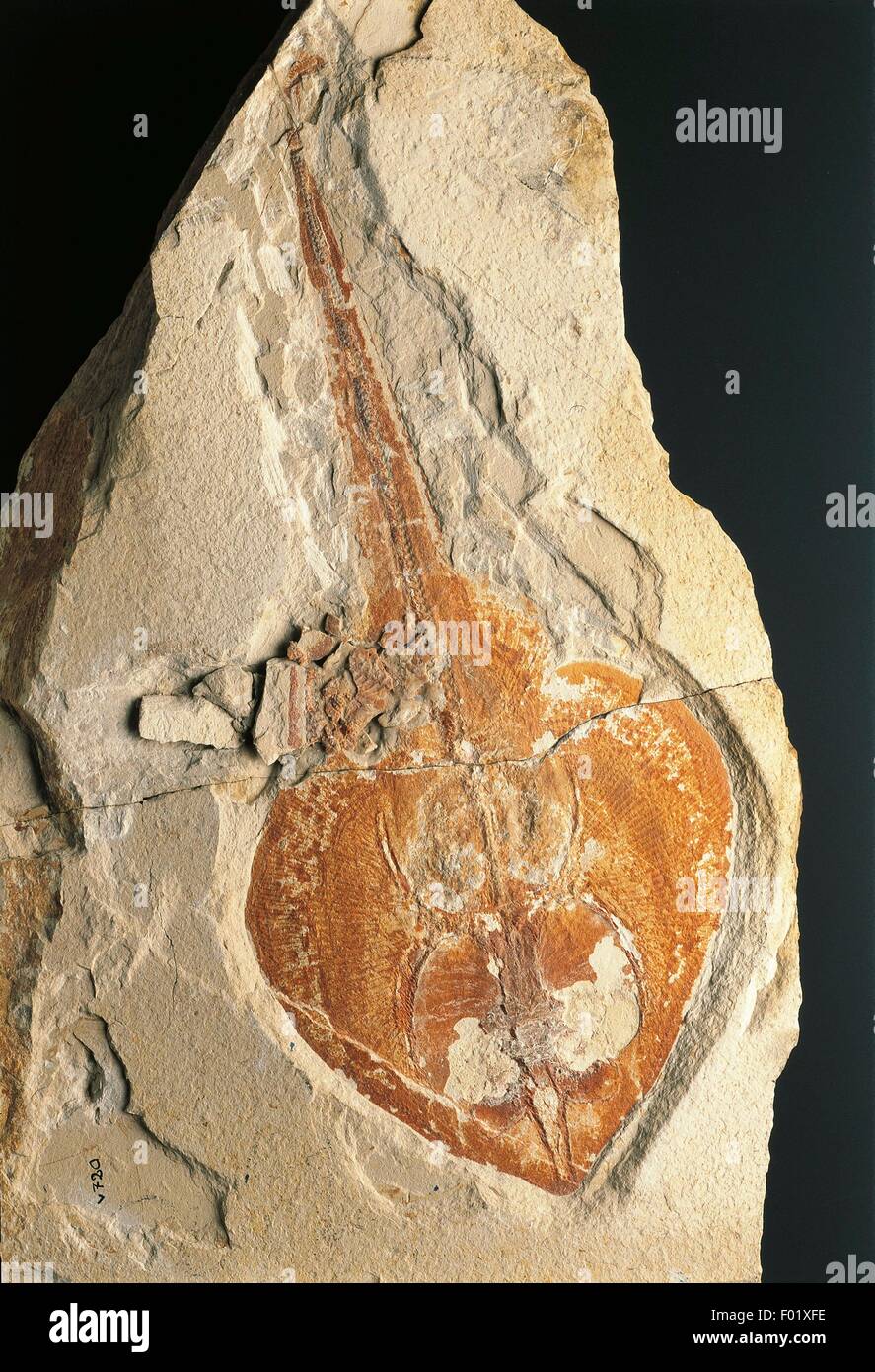 Fossils - Deuterostomia - Chordata - Chondrichthyes - Guitarfish ...