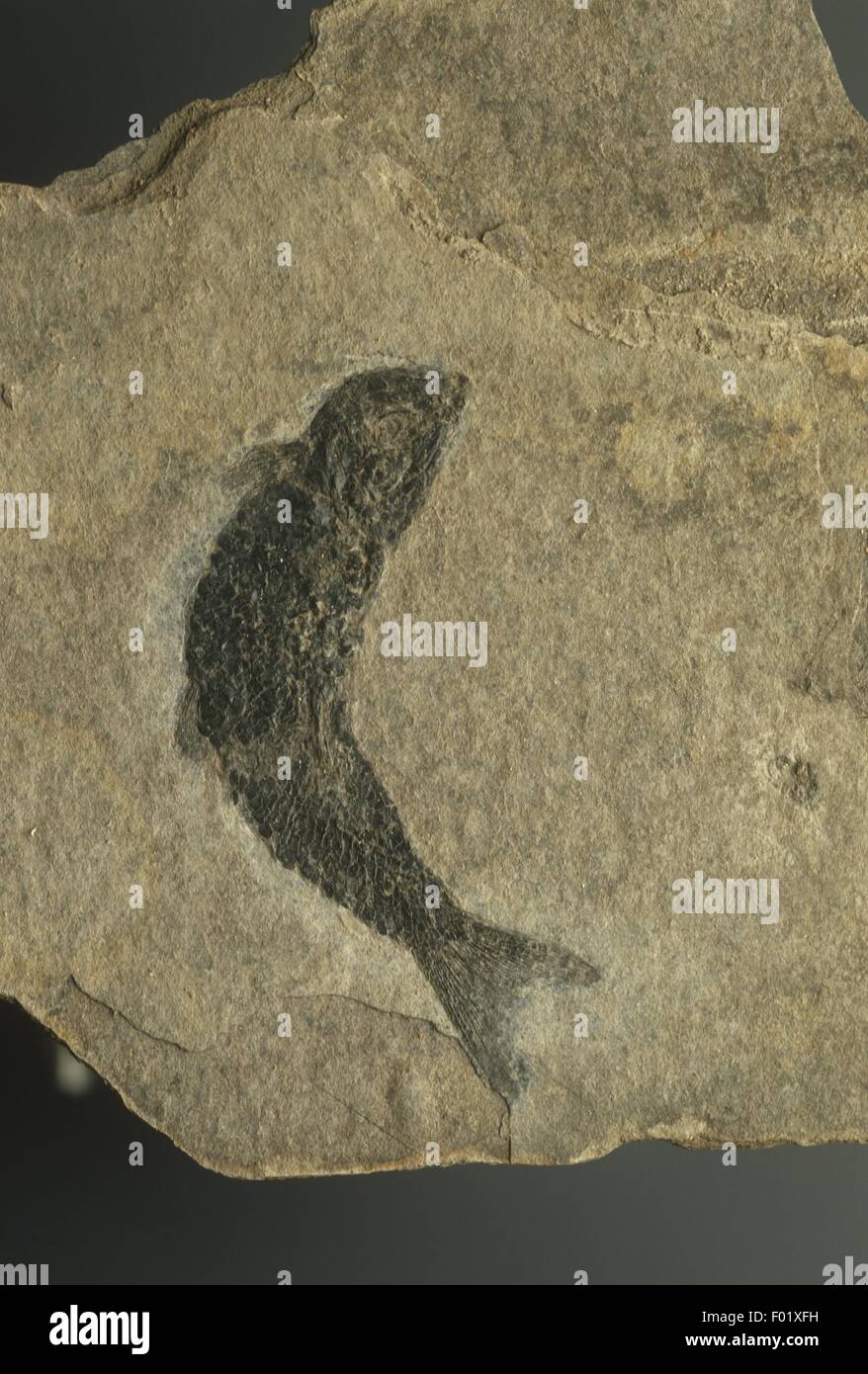 History Geology Palaeozoology Triassic High Resolution Stock ...