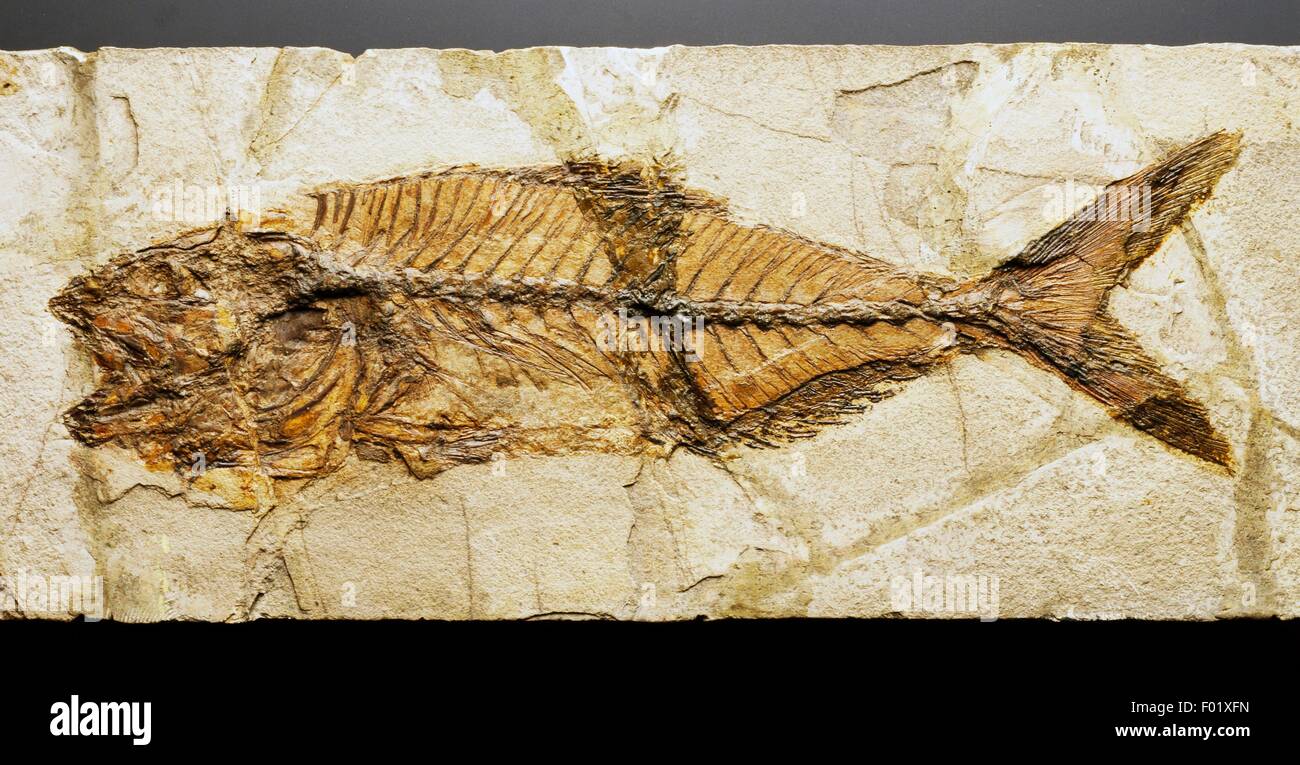 Seriola prisca fossil, Carangidae fishes, Eocene Epoch Stock Photo - Alamy