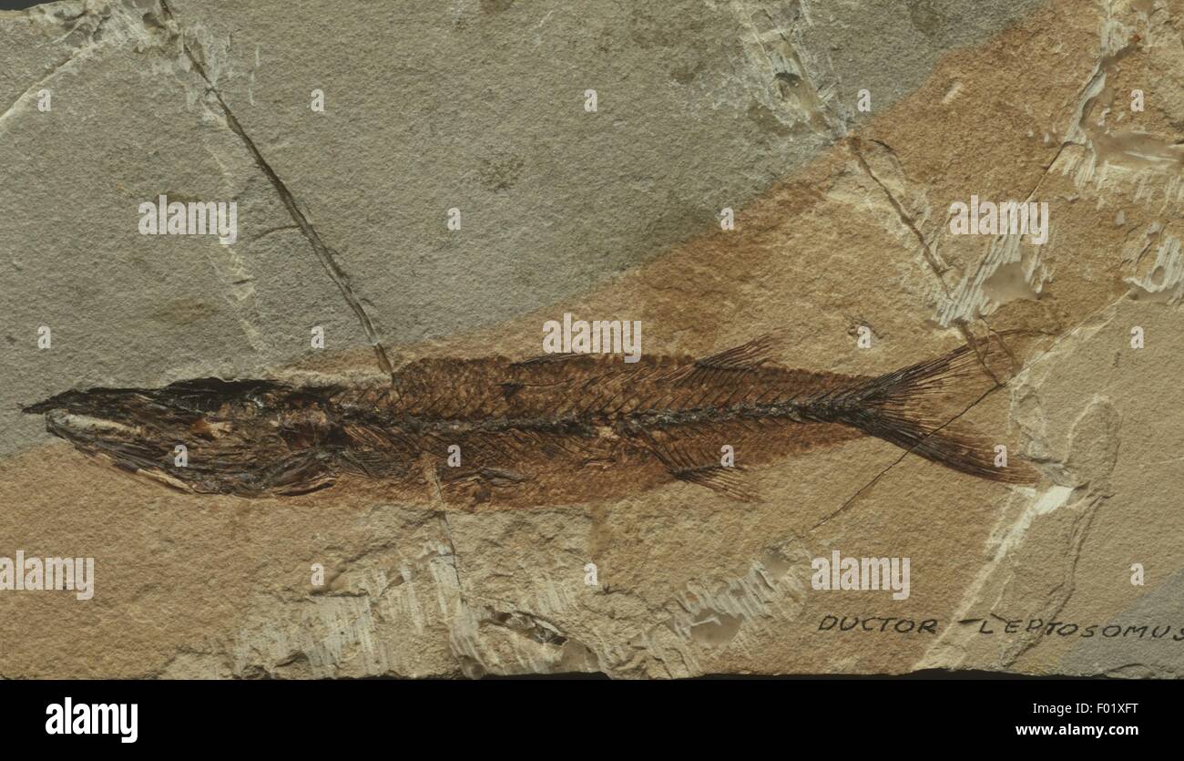 Ductor leptosomus fossil from Eocene period Stock Photo - Alamy Ductor leptosomus fossil from Eocene period Stock Photo - Alamy