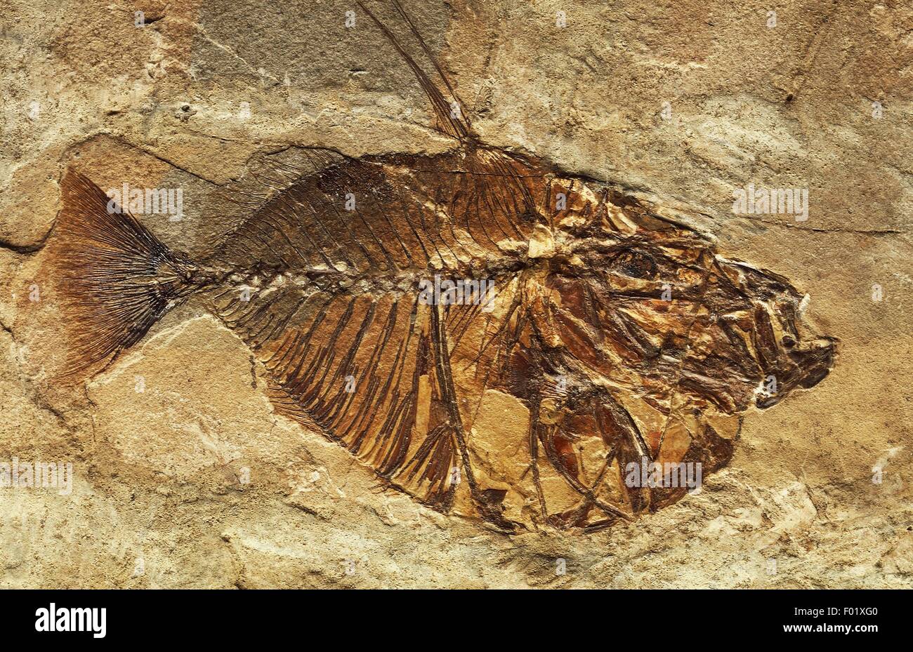 Vomeropsis sp fossil, Perciformes, Eocene Epoch, Monte Bolca ...