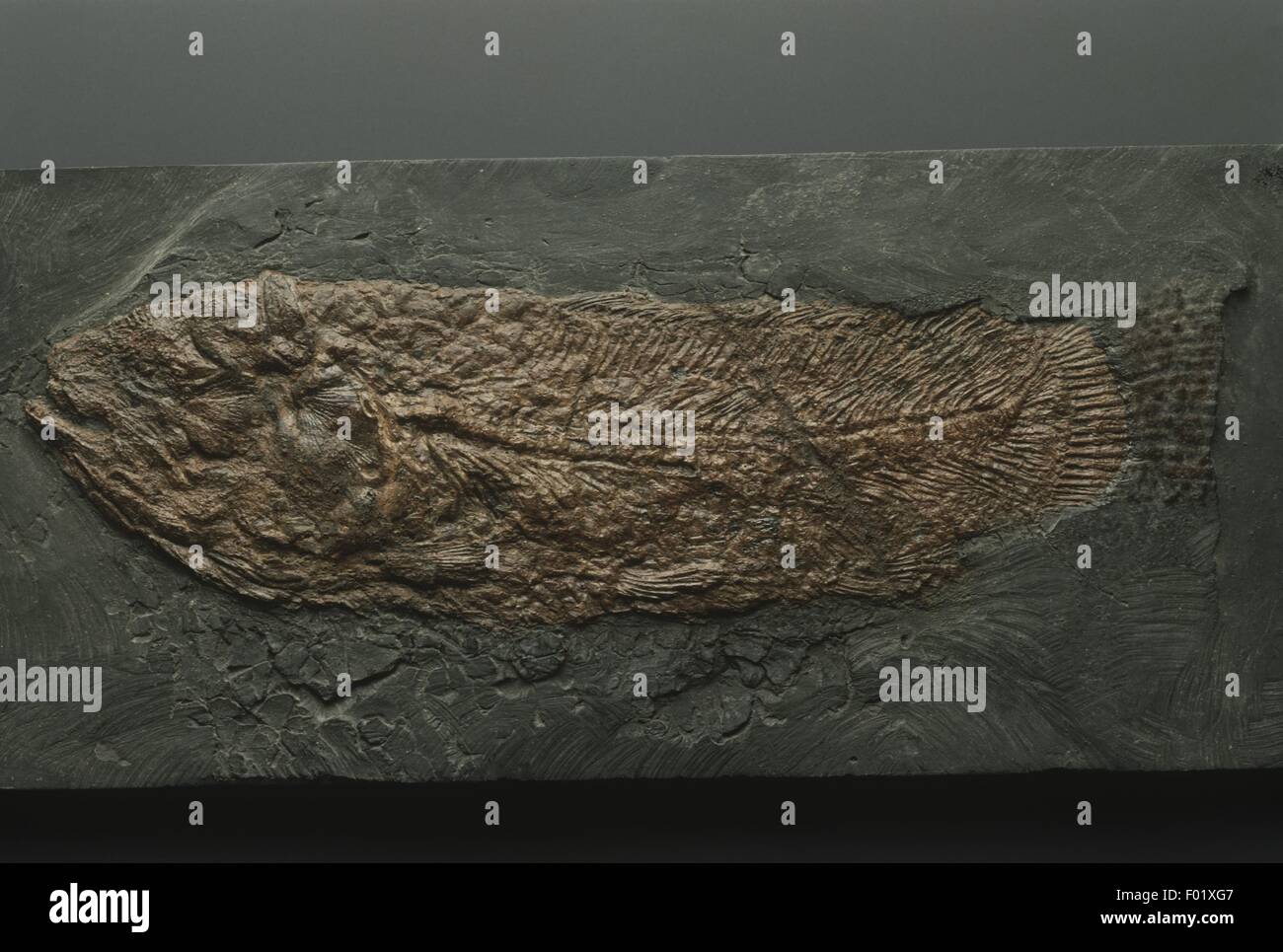 Amia kermeri fossil from Eocene period Stock Photo - Alamy Amia kermeri fossil from Eocene period Stock Photo - Alamy