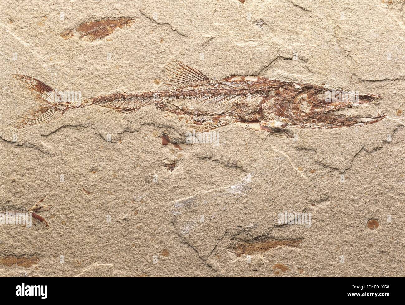 Fossils - Deuterostomia - Chordata - Fishes - Cretaceous Stock Photo ...