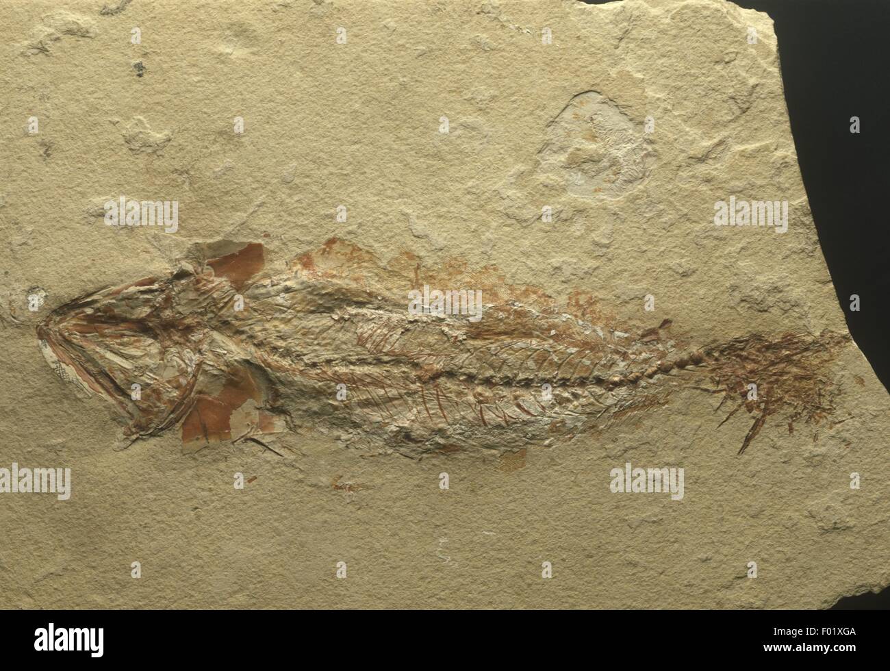 Fossilized fish from Cretaceous period Stock Photo - Alamy