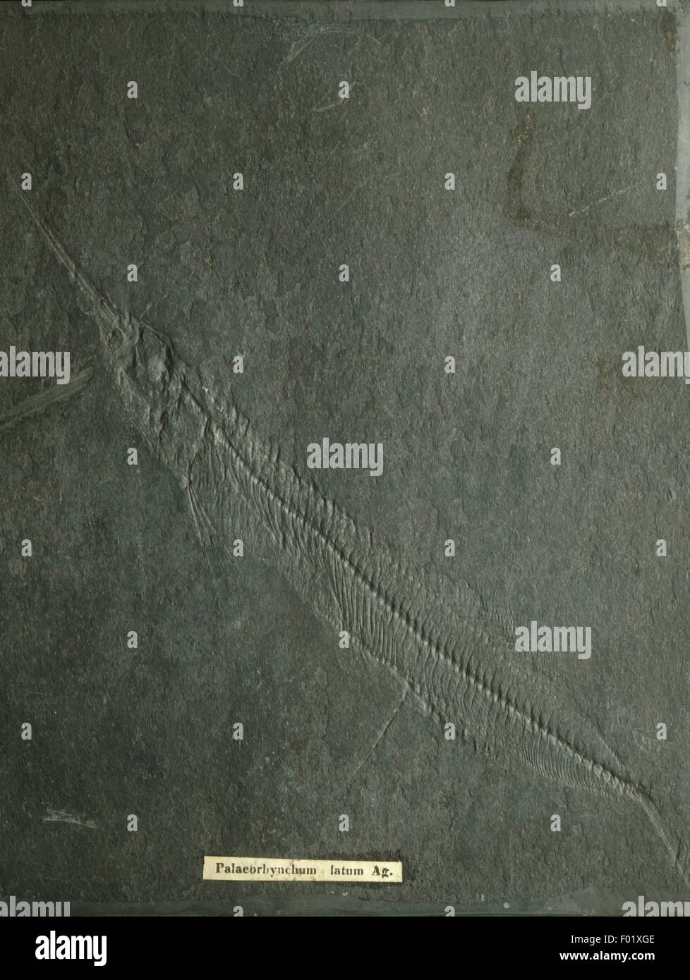 Tertiary period hi-res stock photography and images - Alamy