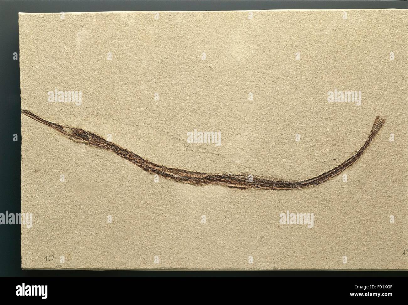 Fossil pipefish hi-res stock photography and images - Alamy
