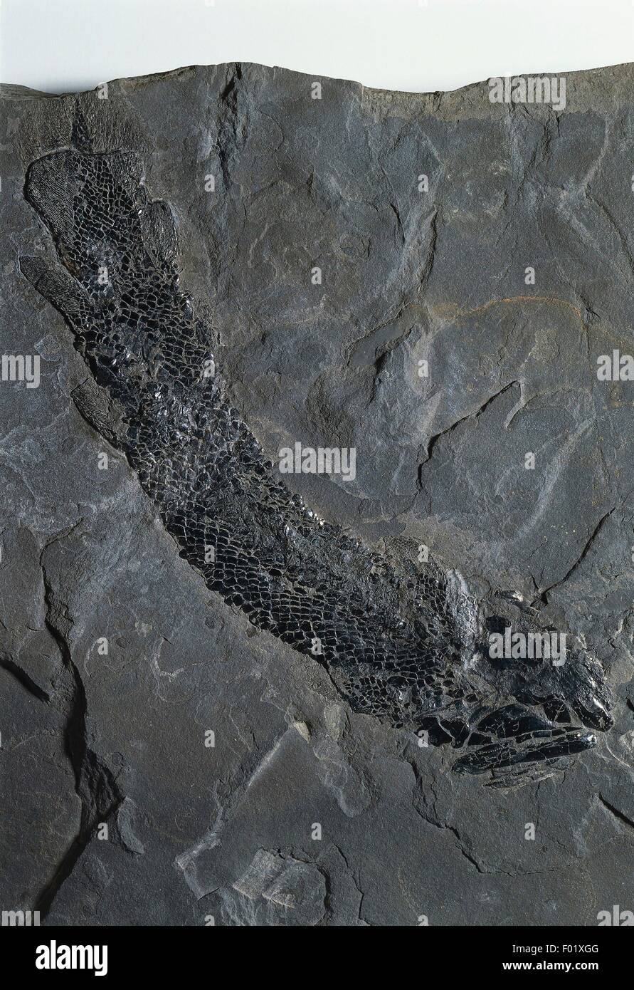 Fossils - Deuterostomia - Chordata - Sarcopterygii - Gyroptychius ...