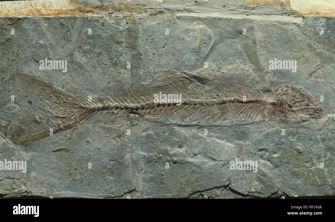 Fossils - Fossilized fish from Cretaceous period Stock Photo - Alamy