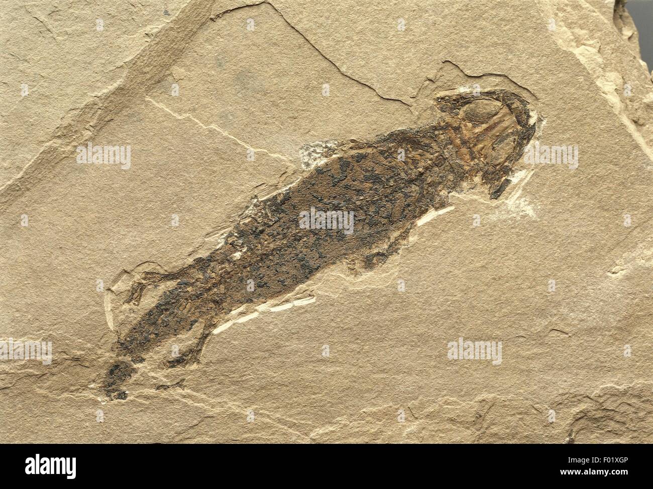 Fossils - Deuterostomia - Chordata - Amphibia - Branchiosaurus ...