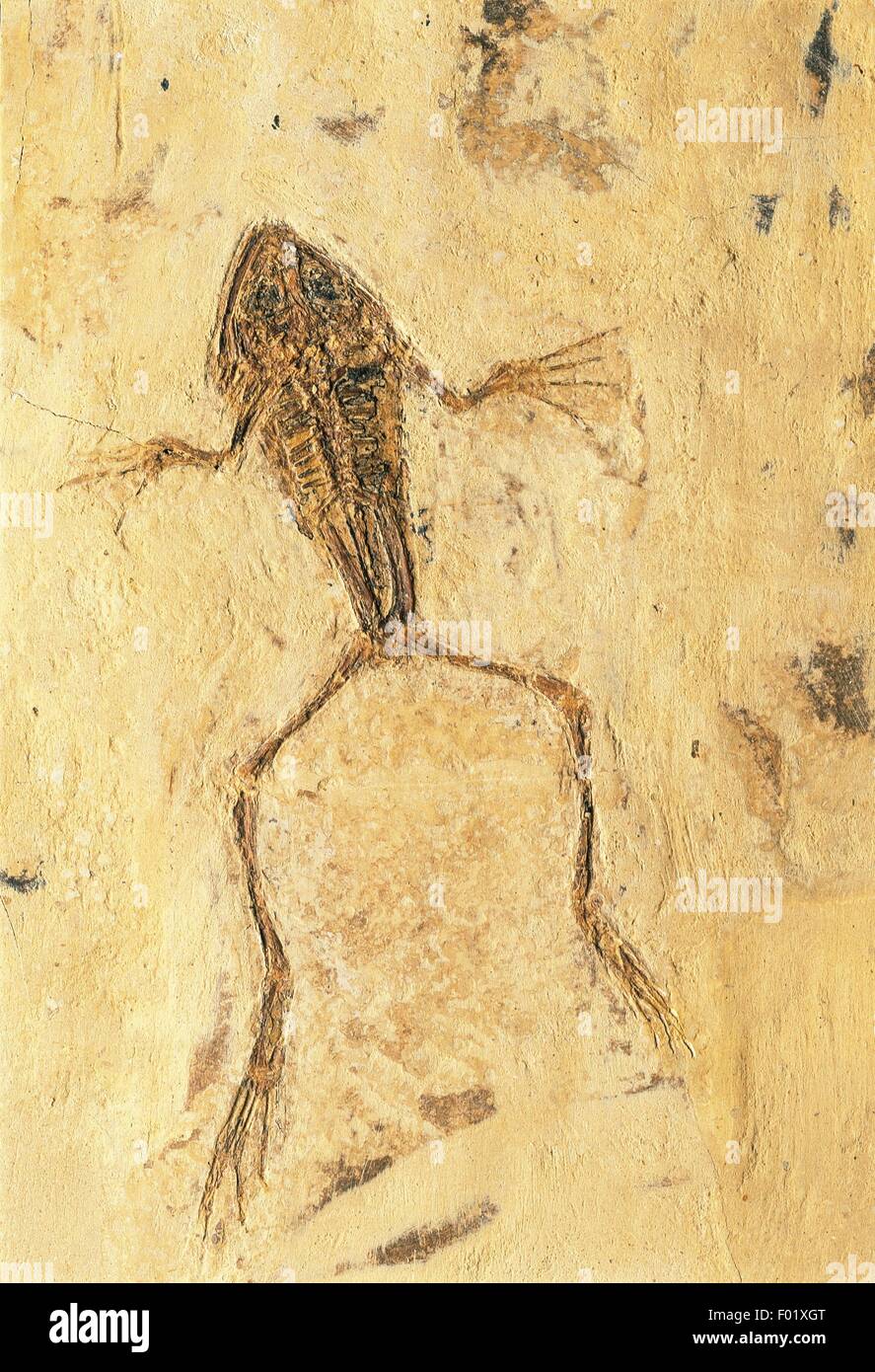 Fossil frog hi-res stock photography and images - Alamy
