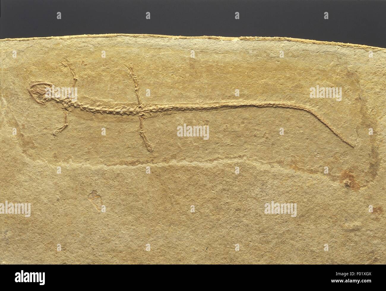 Fossils - Deuterostomia - Chordata - Amphibia - Urodele - Oligocene ...