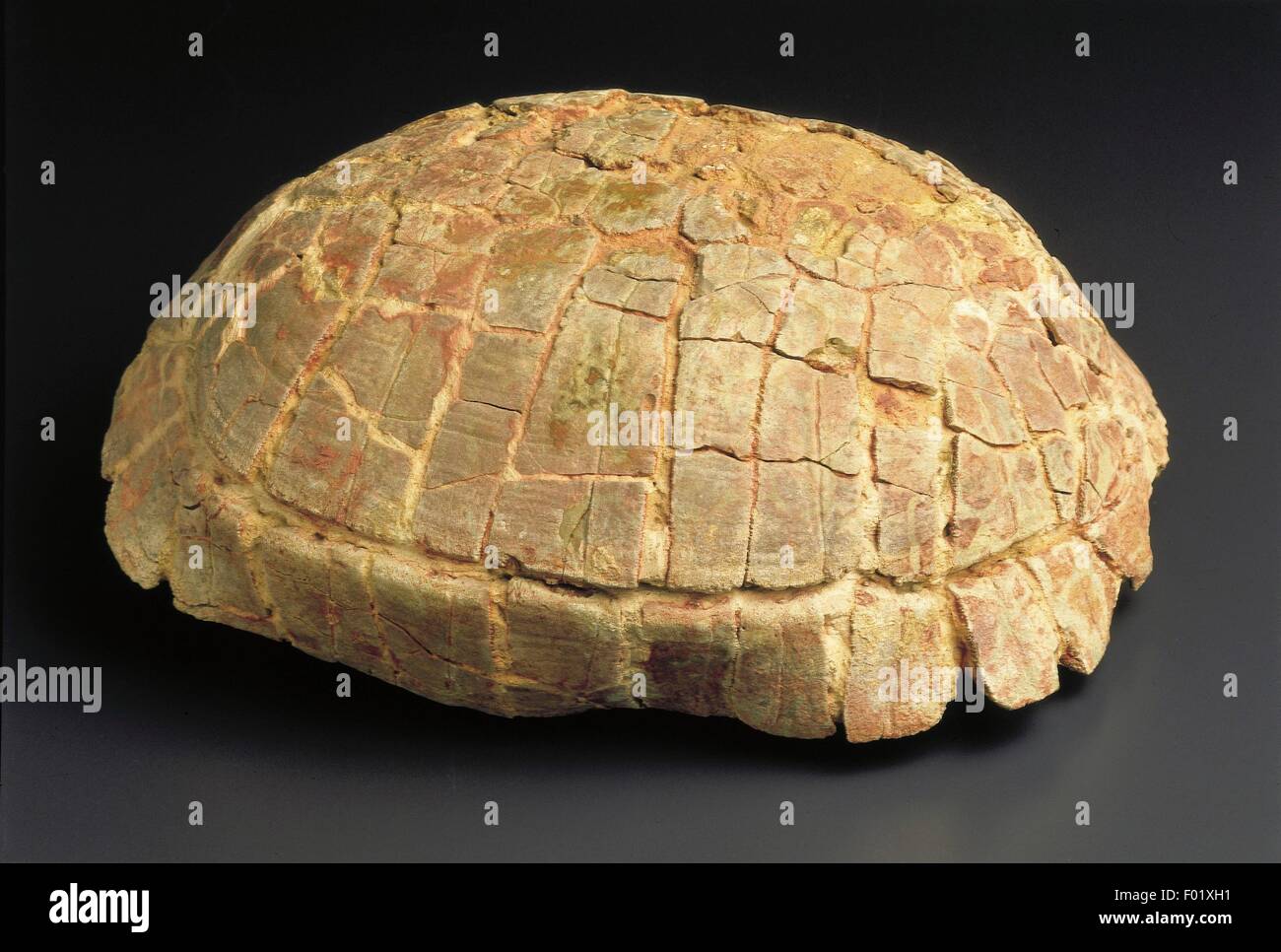 Fossils - Deuterostomia - Chordata - Reptilia - Stylemis nebrascensis ...