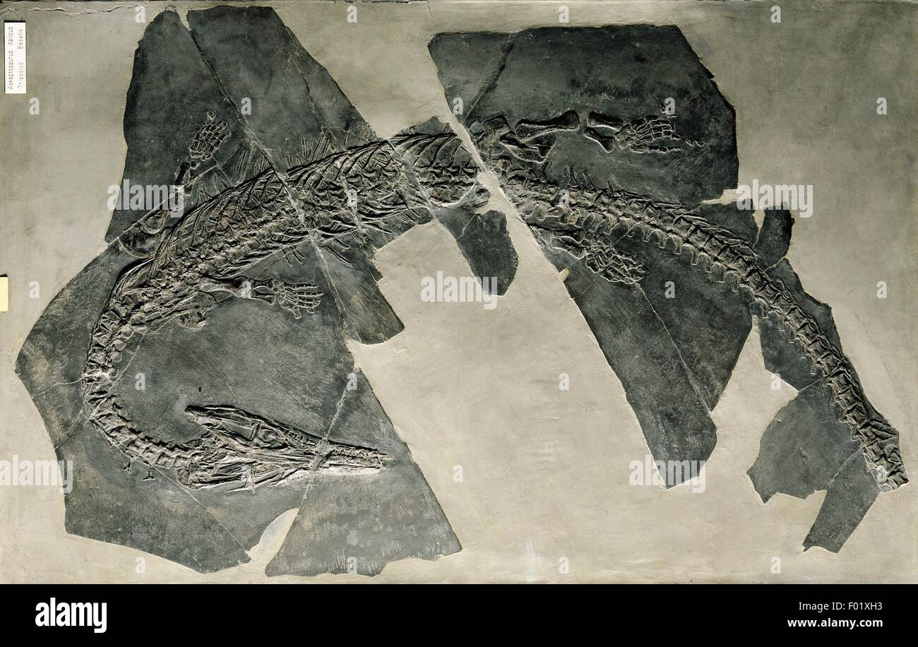 Fossils - Deuterostomia - Chordata - Reptilia - Askeptosaurus italicus ...