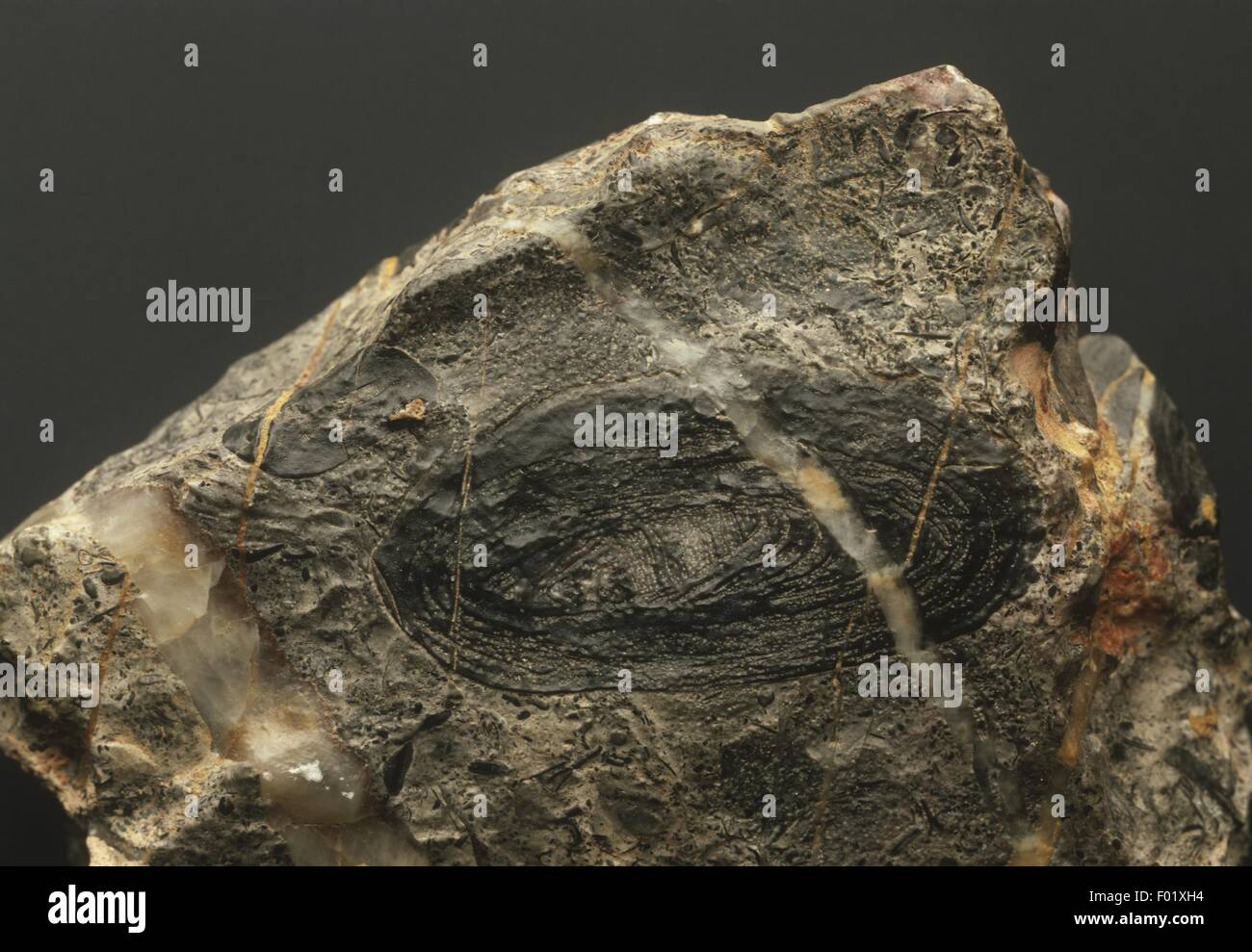Fossilized reptile from Cretaceous period Stock Photo - Alamy