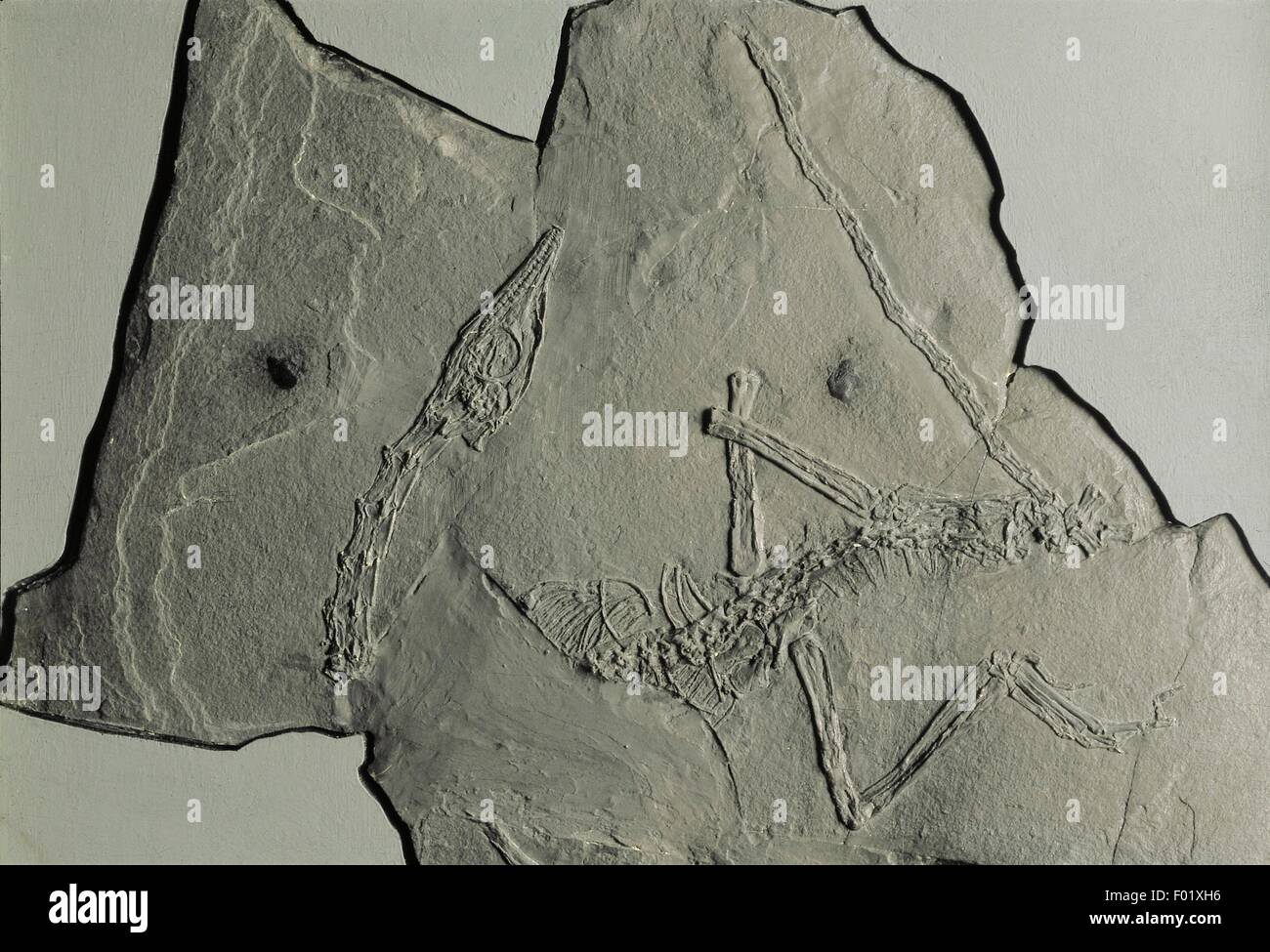 Fossils - Deuterostomia - Chordata - Reptilia - Macrocnemus bassanii ...