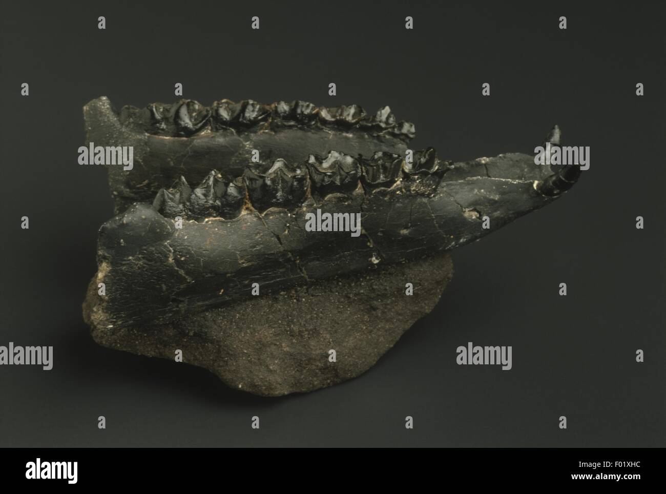 Fossilized Plagiolophus annectens Stock Photo - Alamy
