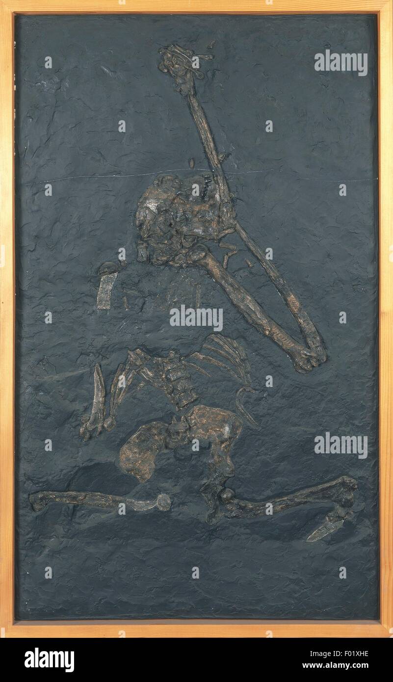 Fossils - Deuterostomia - Chordata - Mammalia - Monkey Oreopithecus ...