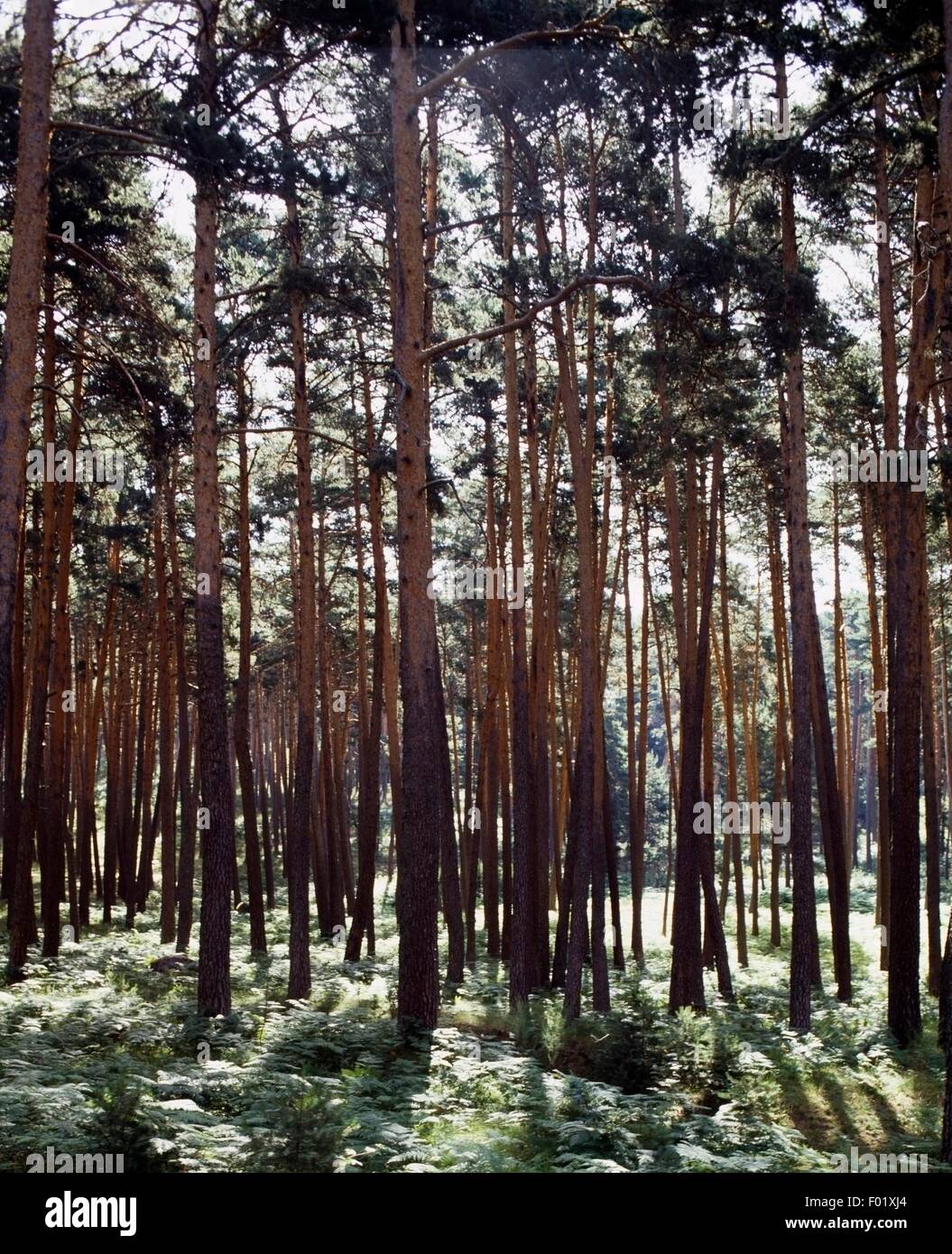 Coniferous forest with ferns, Sierra de Guadarrama, Sistema Central ...
