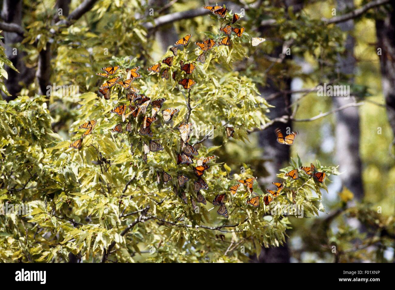 Monarch butterflies (Danaus plexippus) on a bush, Point Pelee National ...