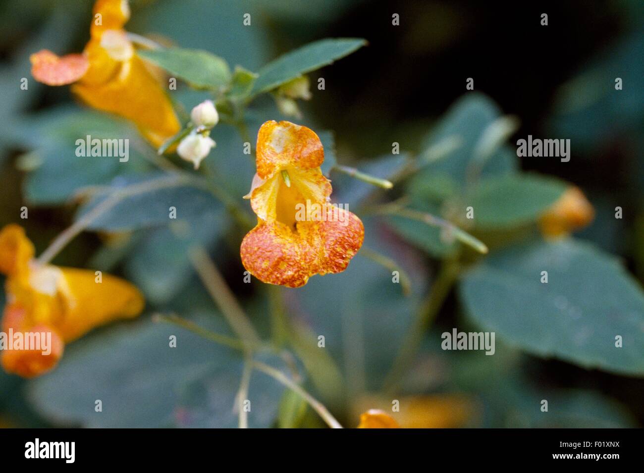 Flora, Point Pelee National Park, Ontario, Canada Stock Photo - Alamy