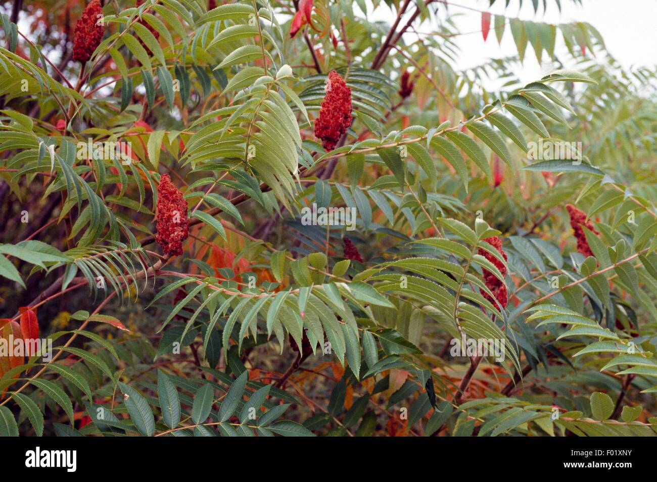 Flora, Point Pelee National Park, Ontario, Canada Stock Photo - Alamy