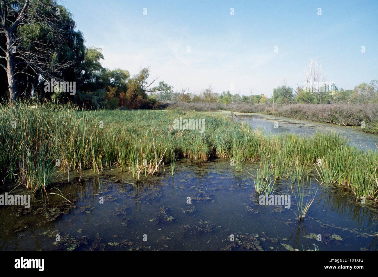 Flora, Point Pelee National Park, Ontario, Canada Stock Photo - Alamy