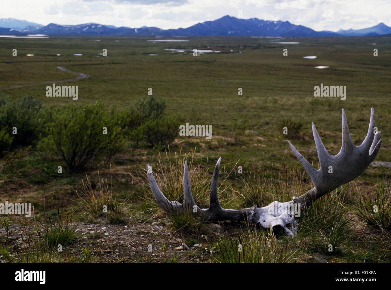 Moose skull (Alces alces) calcified by the sun, Mackenzie Mountains ...