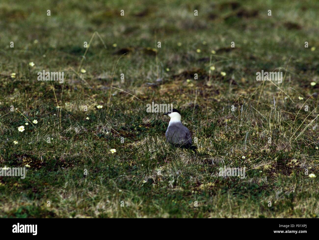 Long-tailed Jaeger (Stercorarius longicaudus), Mackenzie Mountains ...