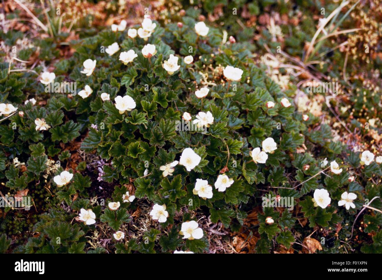 Native flowers, Mackenzie Mountains, Canada Stock Photo - Alamy