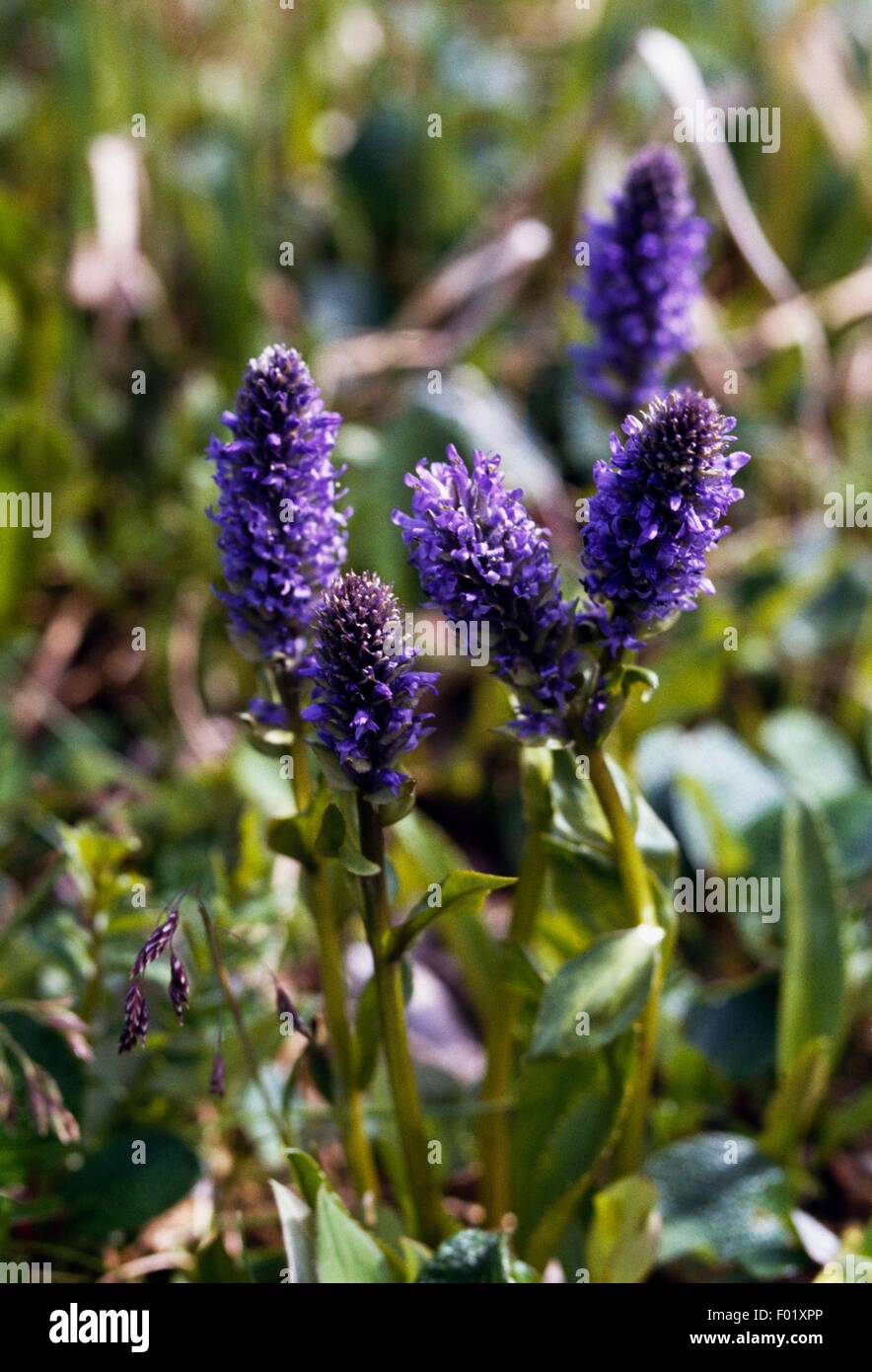 Native flowers, Mackenzie Mountains, Canada Stock Photo - Alamy