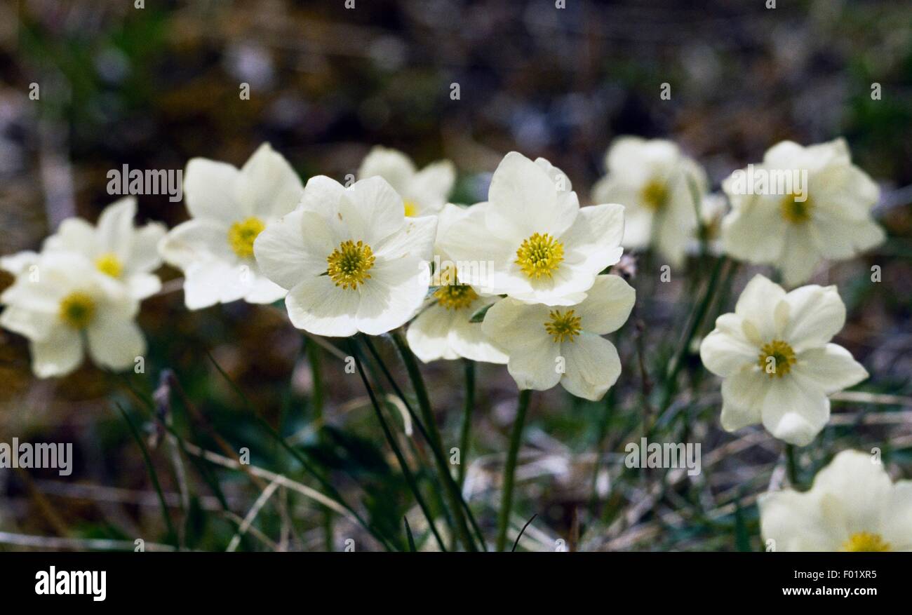 Western Pasque Flower (Anemone occidentalis), Mackenzie Mountains ...