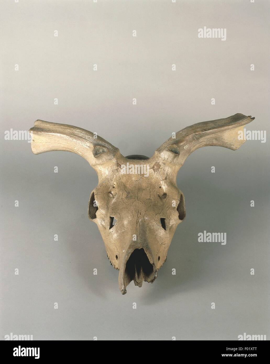 Fossils - Deuterostomia - Chordata - Mammalia - Irish Elk or Giant Deer ...