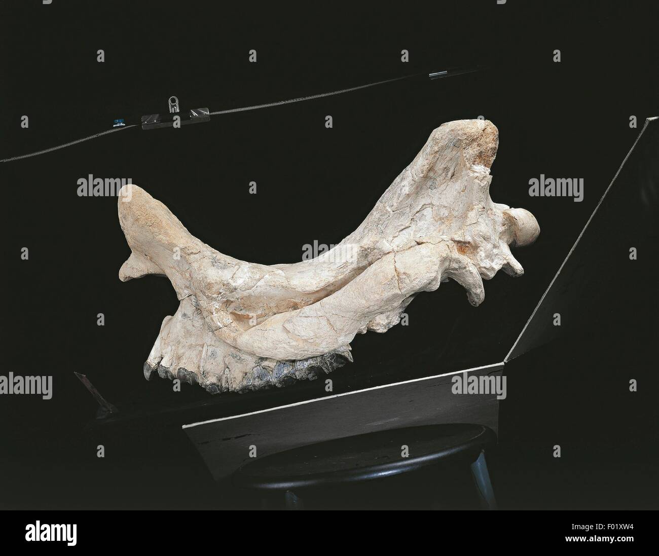 Fossils - Deuterostomia - Chordata - Mammalia - Brontotherium gigas ...