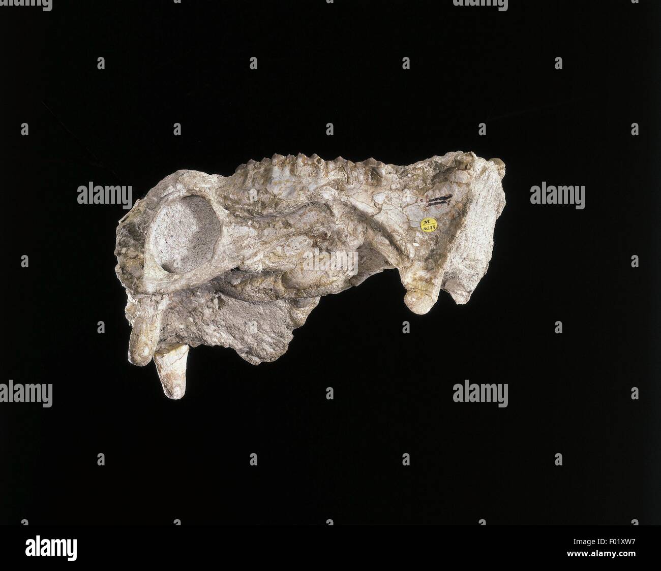 Fossils - Deuterostomia - Chordata - Mammalia - Protoceras - Oligocene ...