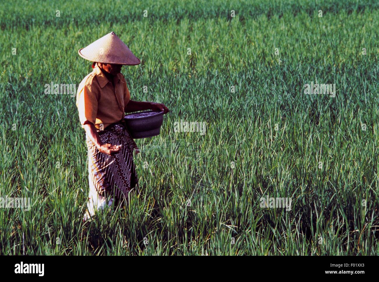 Peasant in a paddy field, island of Java, Indonesia Stock Photo - Alamy