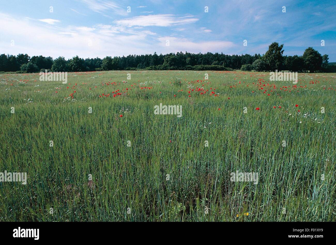 Sweden fields hi-res stock photography and images - Alamy