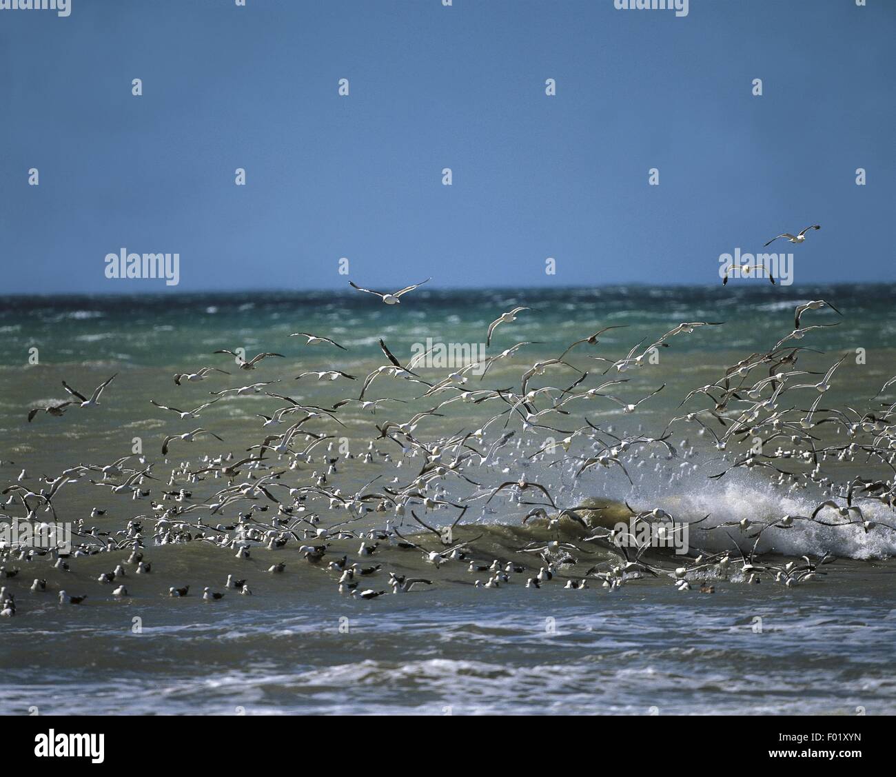 Argentina, Land of Fire, Kelp Gulls (larus dominicanus Stock Photo - Alamy