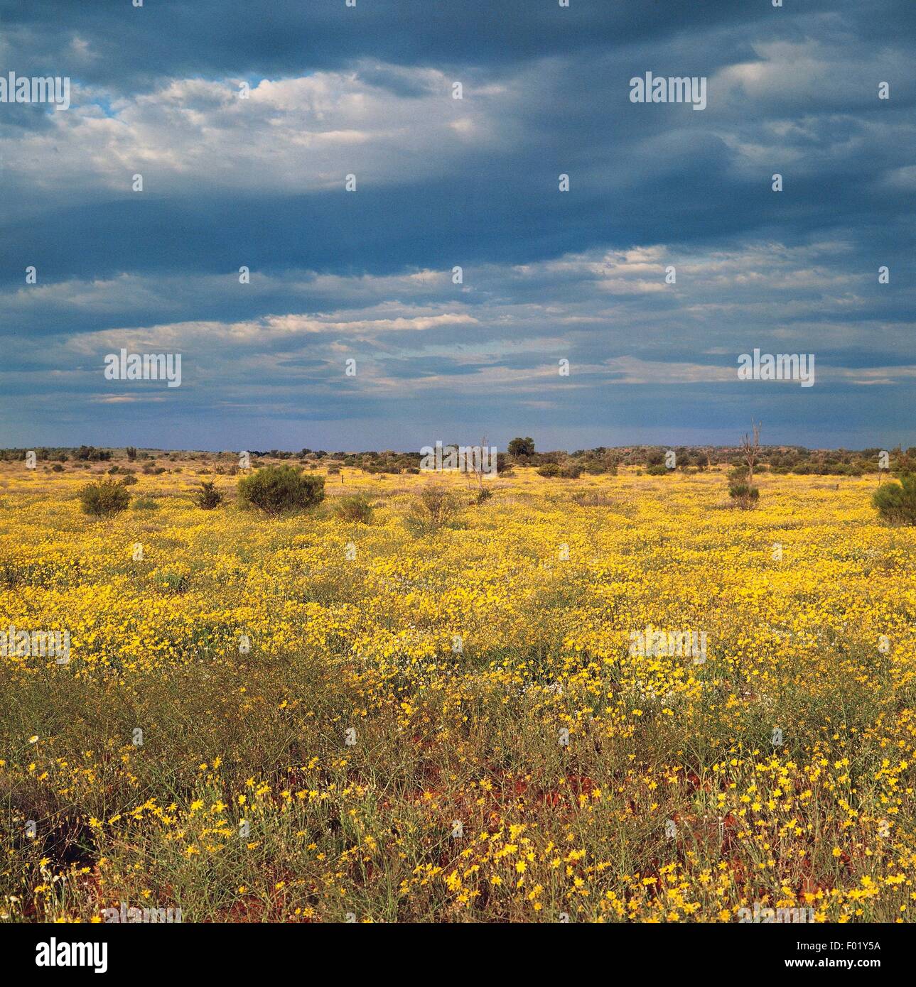 Tanami Desert Stock Photos & Tanami Desert Stock Images - Alamy