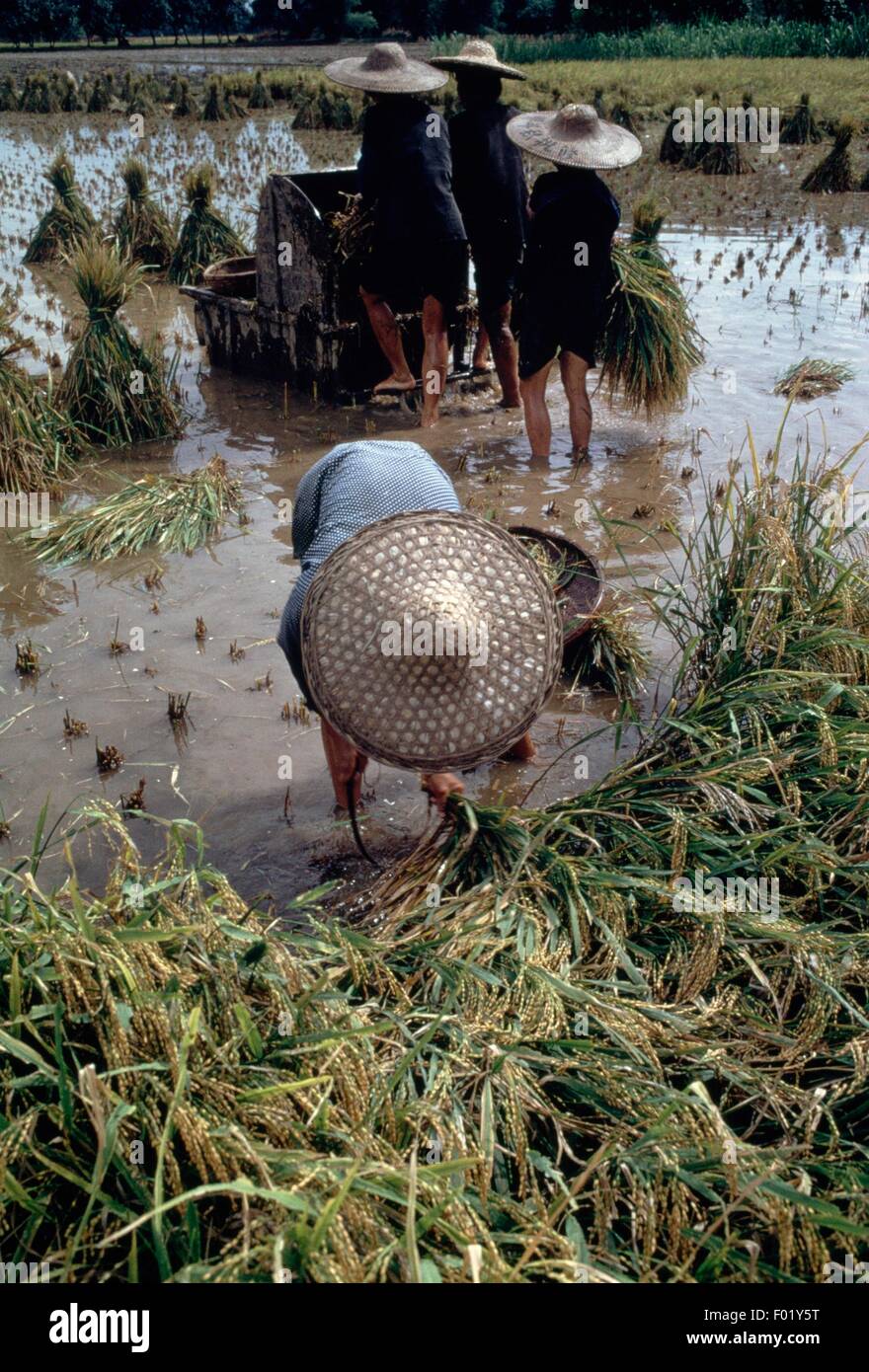 Chinese peasant hat hi-res stock photography and images - Alamy