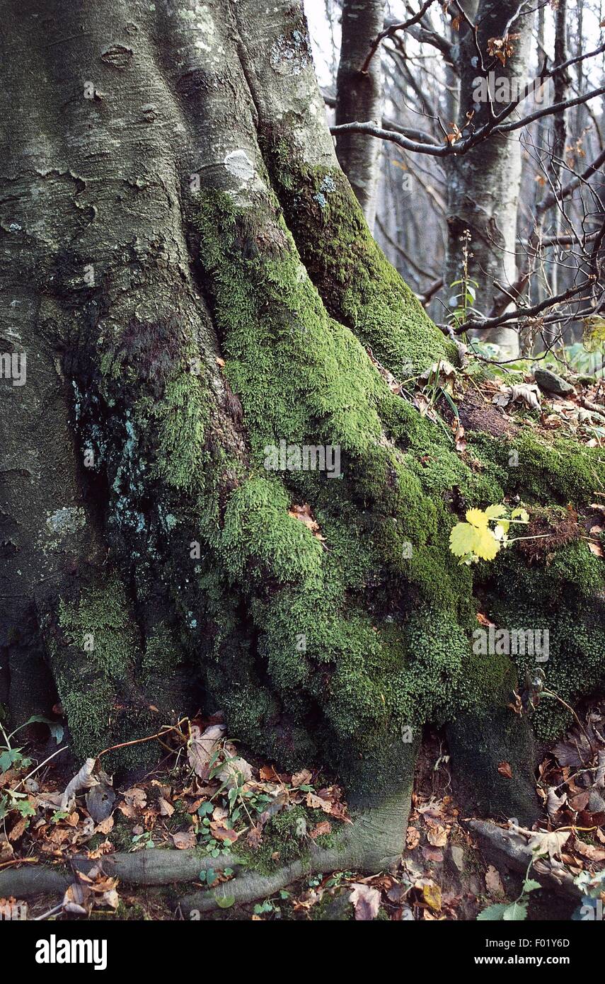 Tree in Sasso Fratino Forest, Casentino Forest National Park, Mount ...