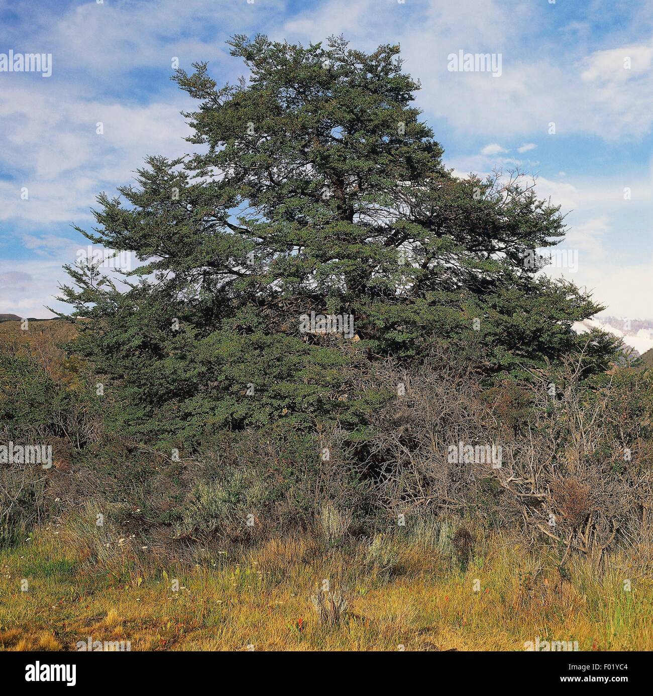 Antarctic Plants List