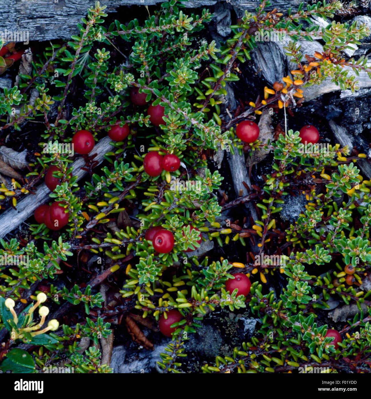 Empetrum rubrum hi-res stock photography and images - Alamy