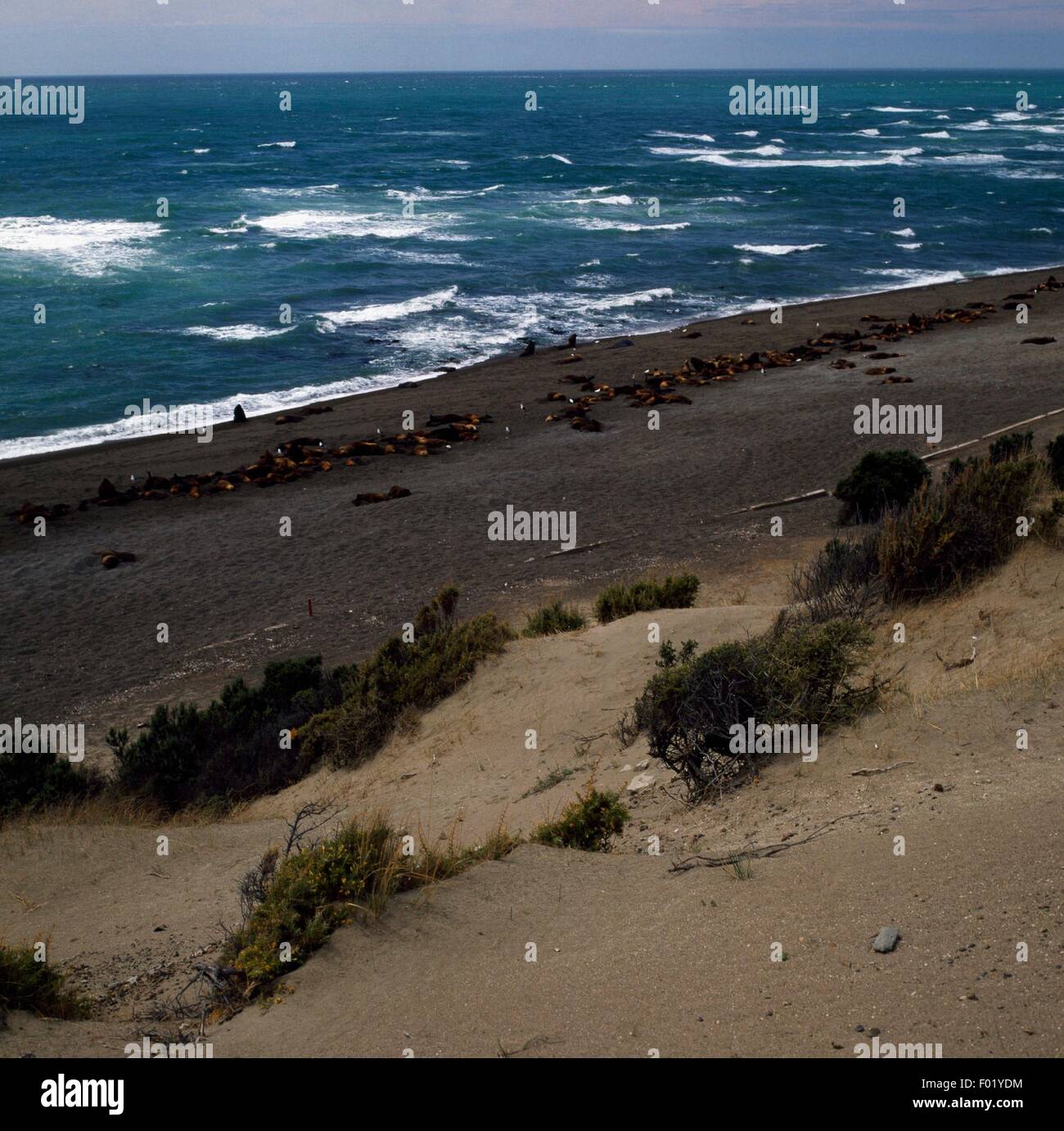 Elephant seals over beach hi-res stock photography and images - Alamy