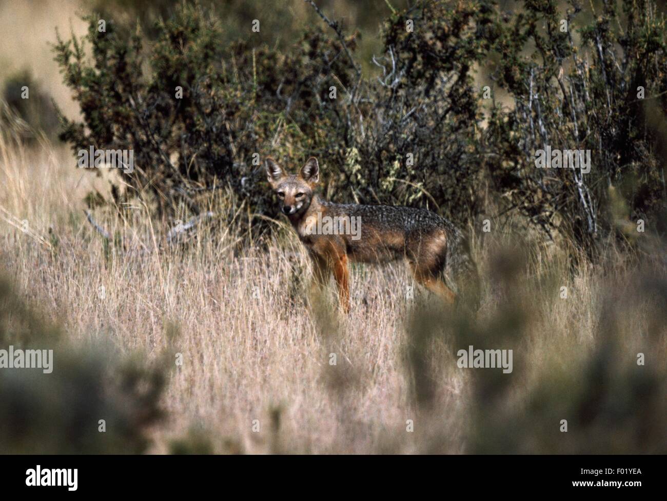 Pampas Fox or Azara's Fox (Dusicyon gymnocercus), Valdes Peninsula ...