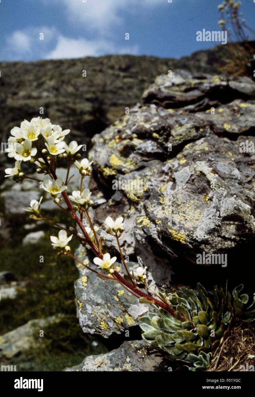 Alpine saxifrage (Saxifraga paniculata Miller subsp paniculata), Vallee ...