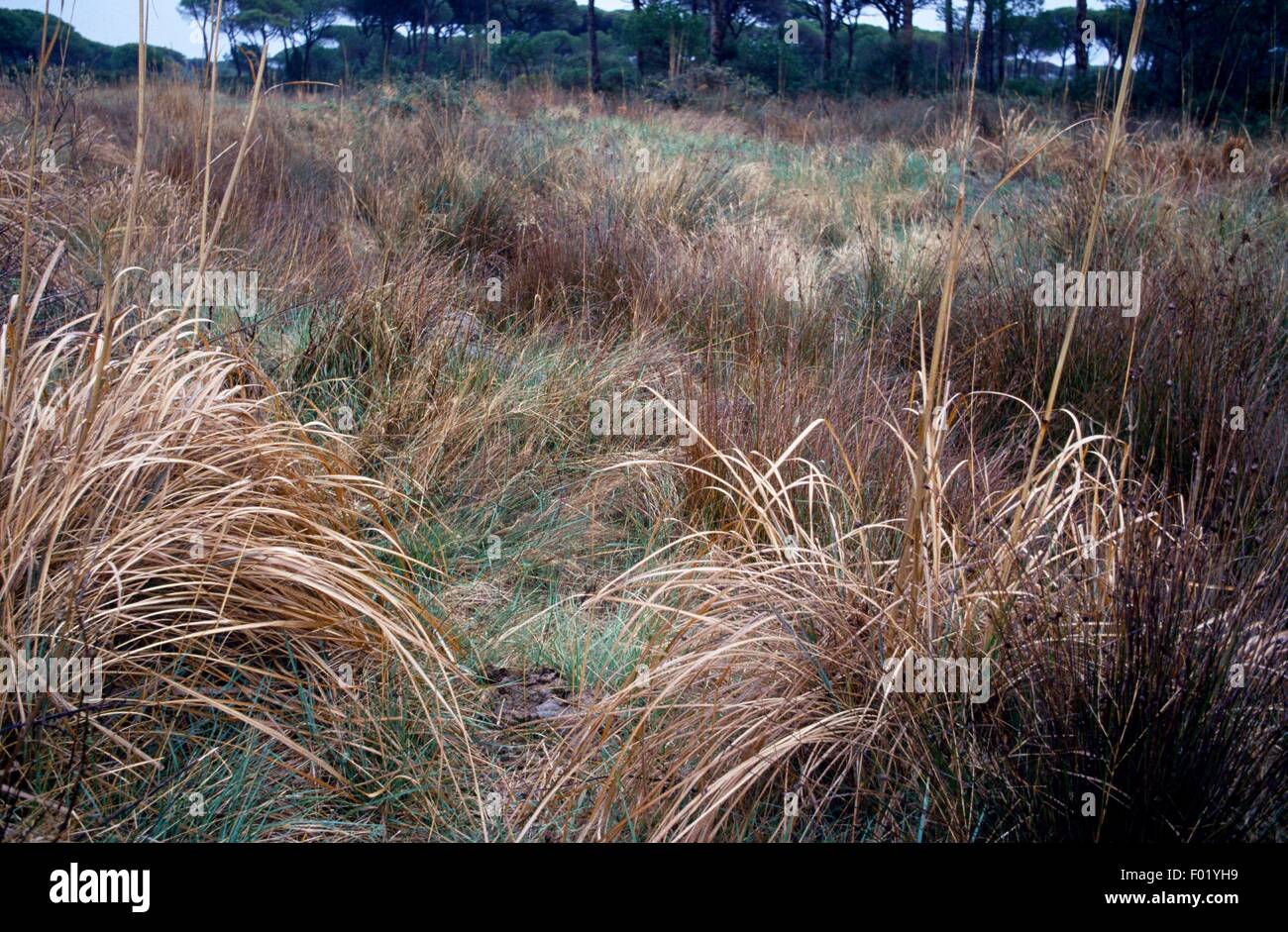 Ravenna grass (Erianthus ravennae), Maremma Regional Park, Tuscany ...