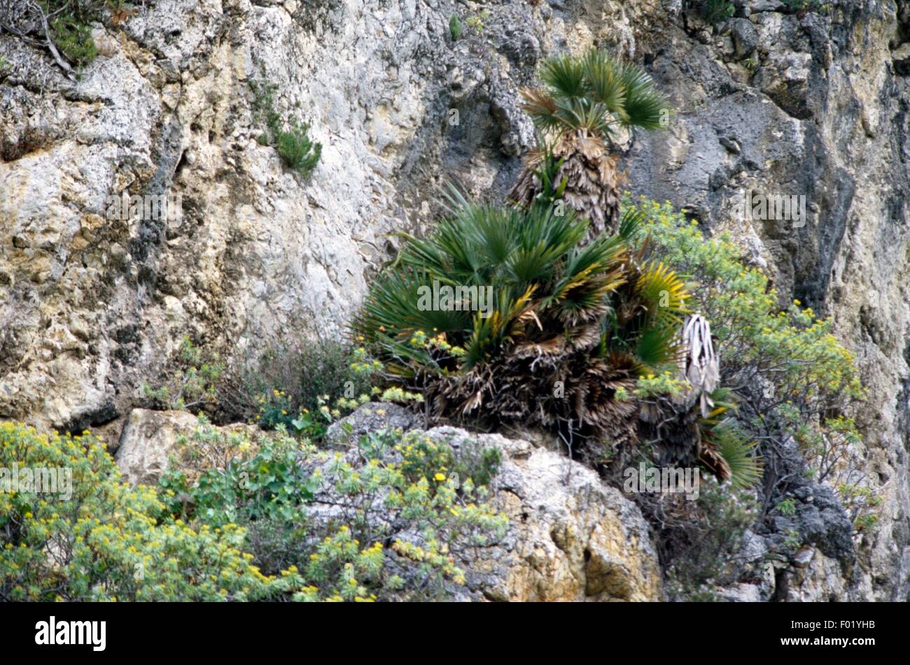 European Fan Palm (Chamaerops humilis), Maremma Regional Park, Tuscany ...