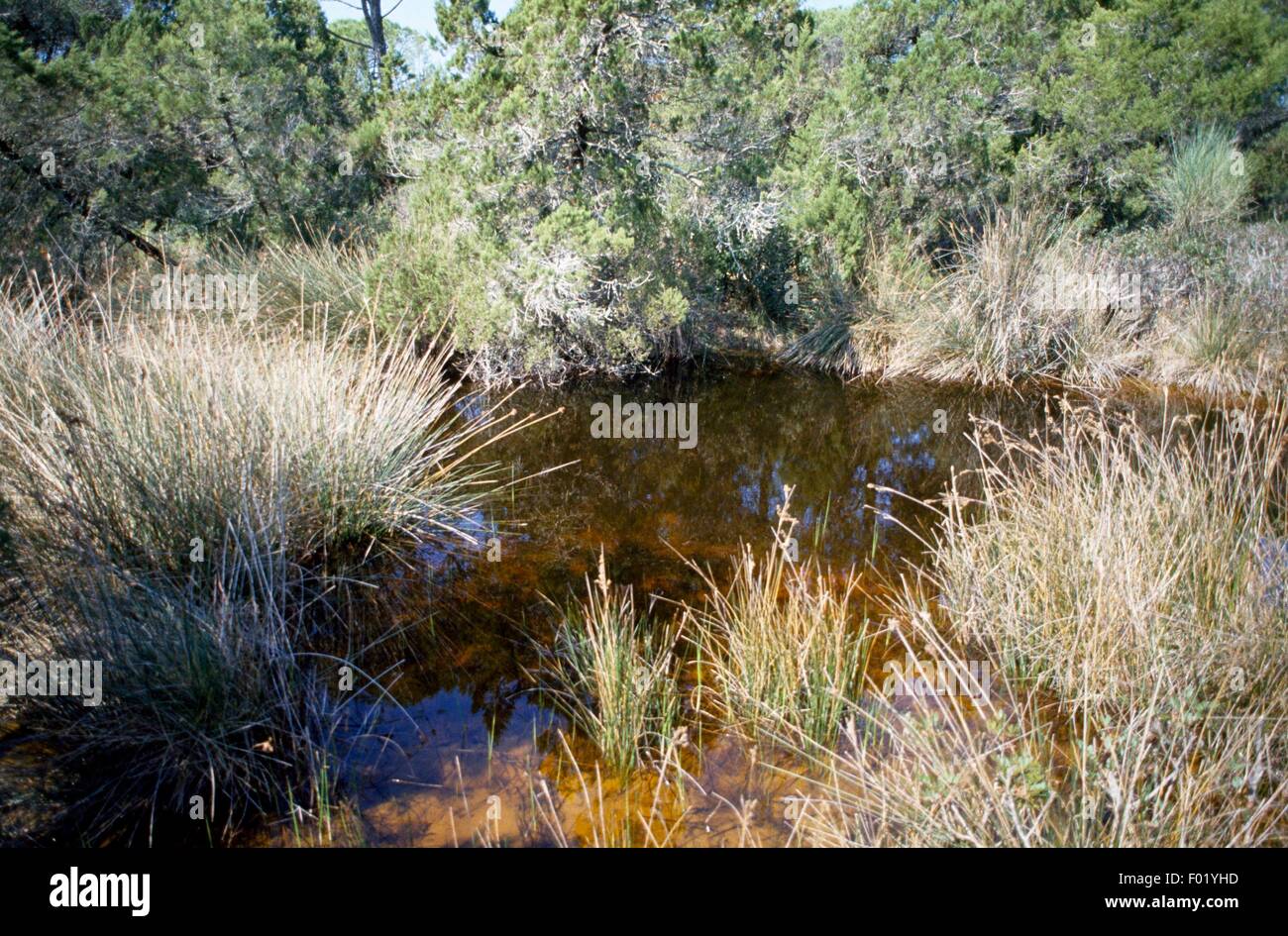 Coastal pond in the Trappola marshland, Maremma Regional Park, Tuscany ...