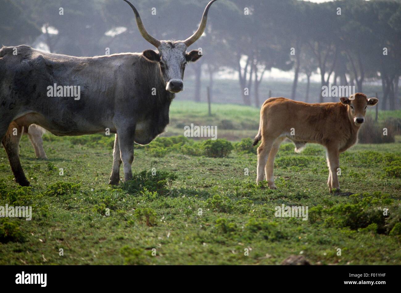 Calf of maremma hi-res stock photography and images - Alamy